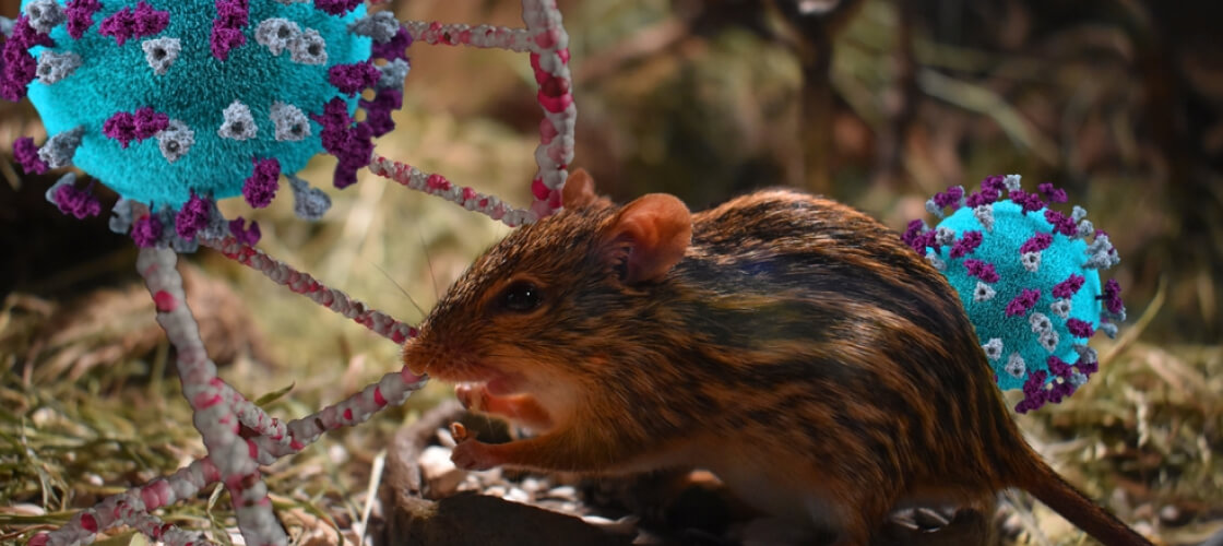 New Langya virus detected in China: How deadly is it? - Docquity