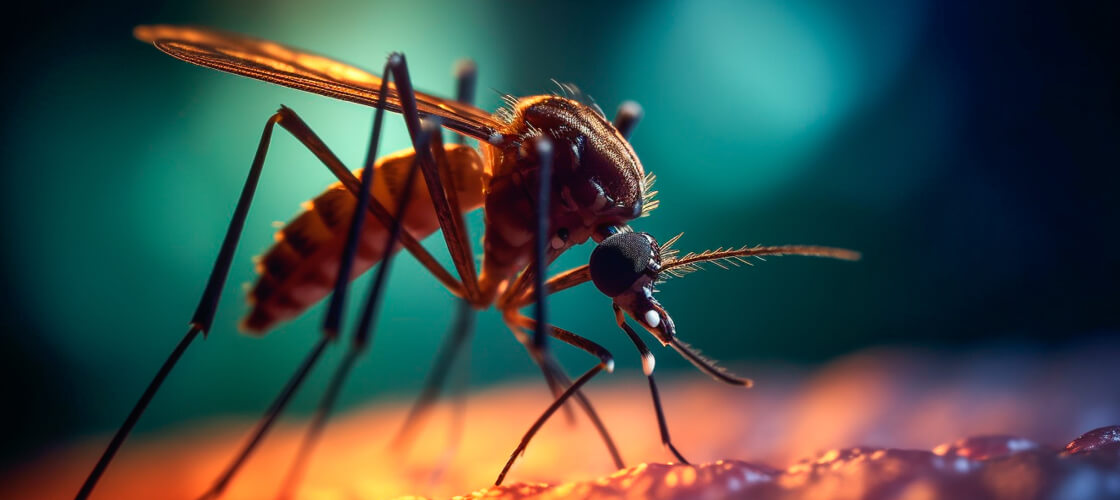 The cues that make mosquitoes attack you - Docquity